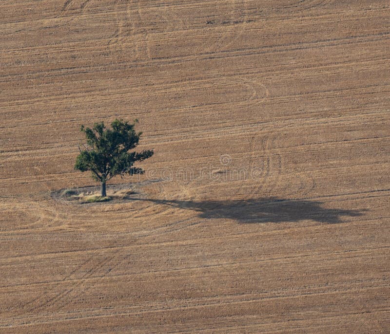 Aerial View of a Single Tree Grown in a Deserted Area Stock Photo ...