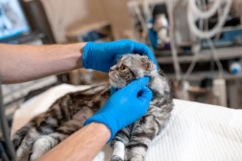 Anesthesiologist Prepares a Cat for Surgery. Checks If Anesthesia ...