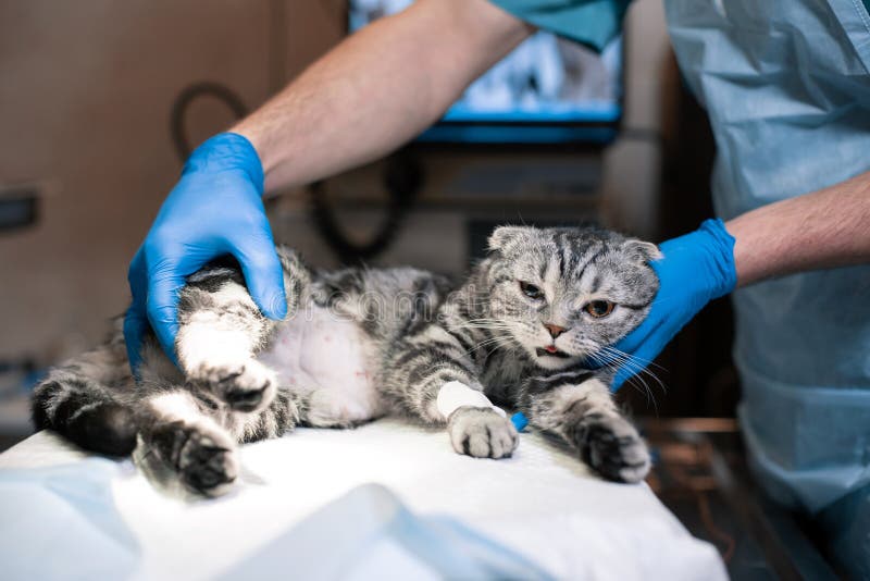 Anesthesiologist Prepares a Cat for Surgery. Pet Surgery Stock Image ...