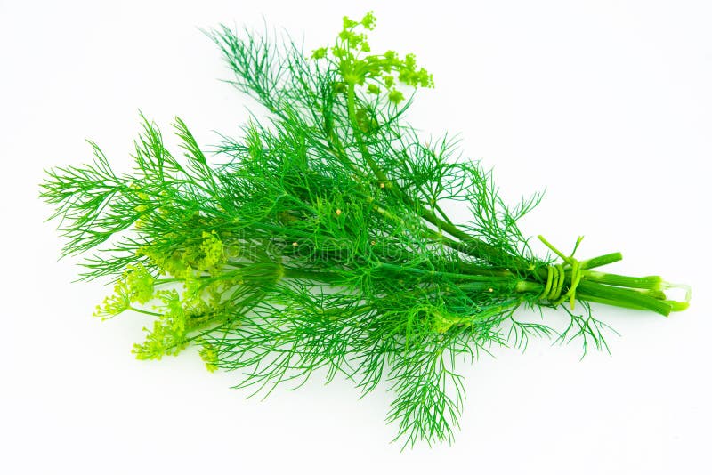 Aneth photo stock. Image du frais, isolement, vert, herbe - 20116070