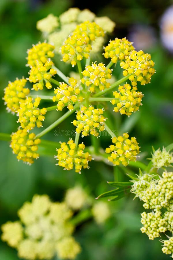 Fleurs d'aneth photo stock. Image du tiges, doux, herbal - 7674924