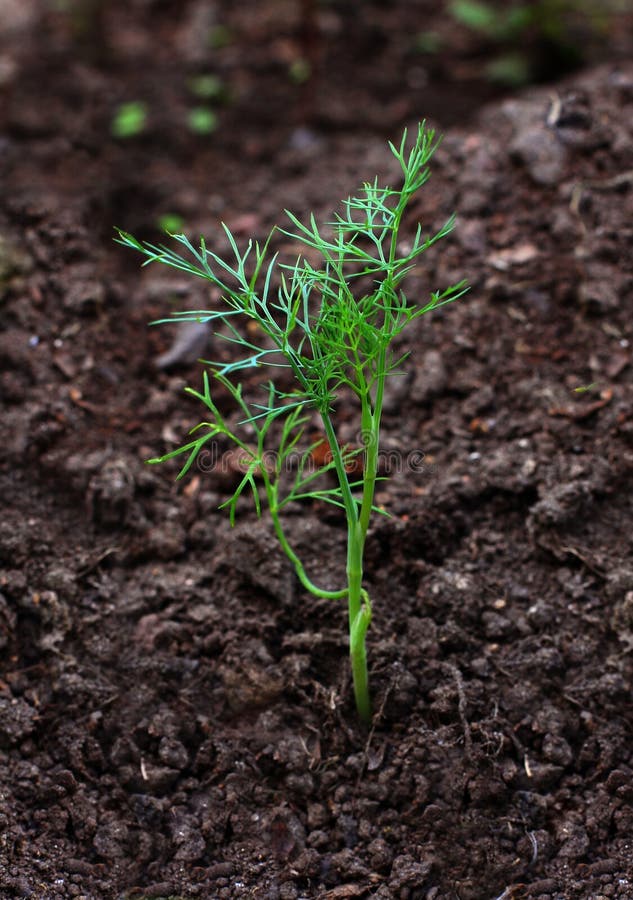 Macro de pousse d'aneth photo stock. Image du nature - 30537476