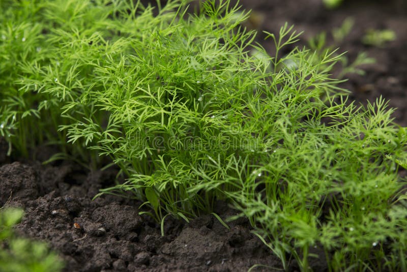 Groupe D'aneth Vert Frais Aromatique, Mortier De Bouteille De Graines ...