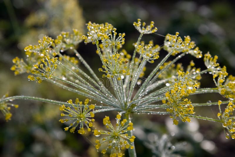 Aneth de fleur photo stock. Image du baisses, rosée, araignée - 6573320