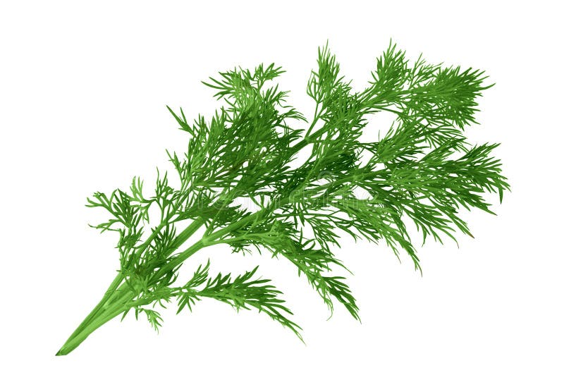 Aneth frais. photo stock. Image of fenouil, sain, blanc - 30314668