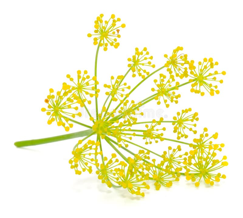 Fleur d'aneth image stock. Image du vert, fleur, aneth - 20702715