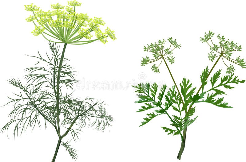 Aneth Stock Illustrations, Vecteurs, & Clipart – (24,808 Stock ...