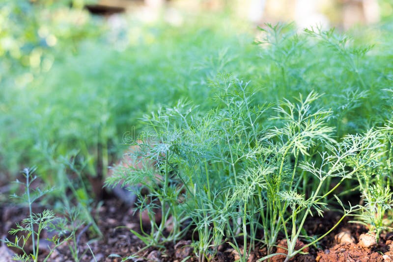 Anethum Graveolens Dill Plant in the Garden Stock Image - Image of ...