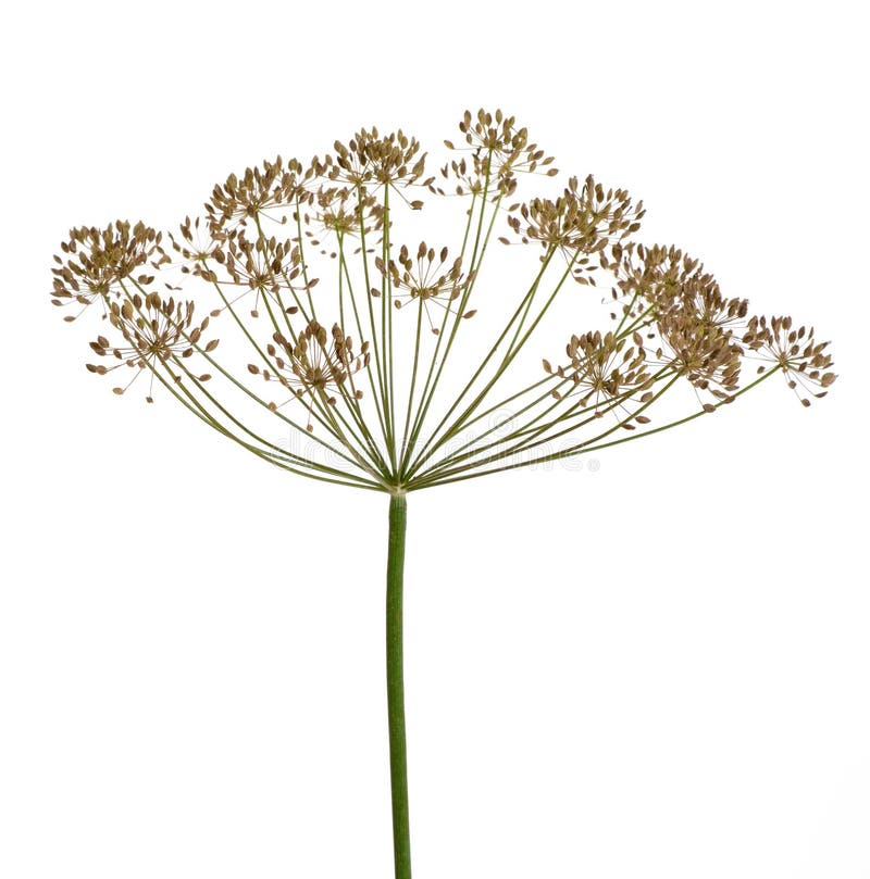 Aneto Della Pianta Dell'erba Del Giardino Immagine Stock - Immagine di ...