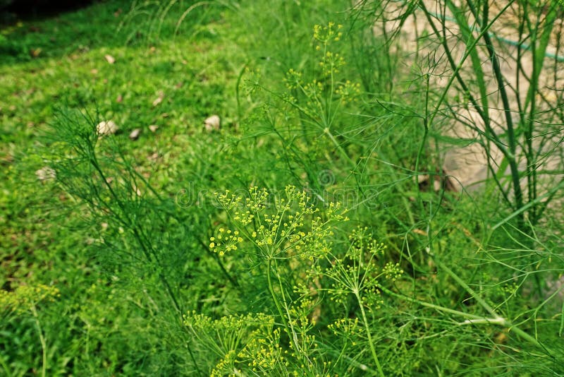 Aneto, erba annuale fotografia stock. Immagine di cresce - 117434874
