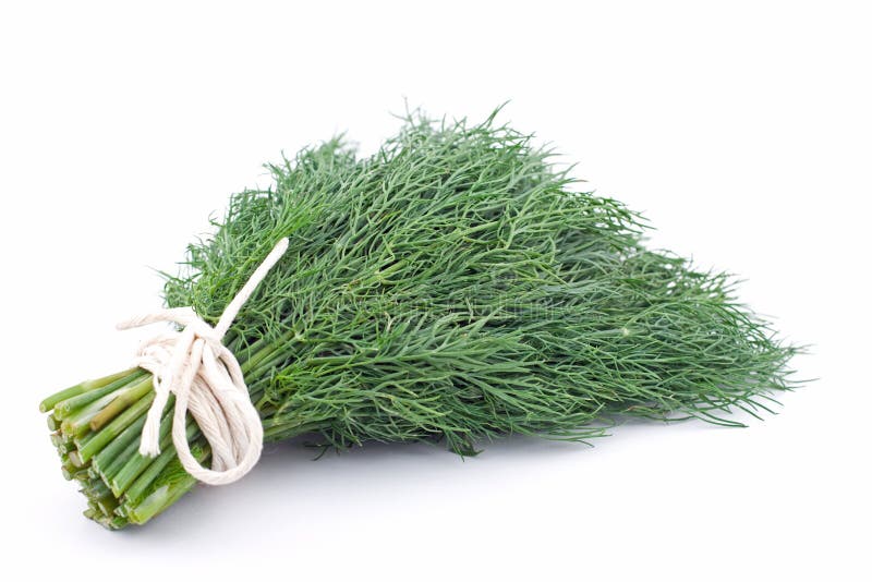 Aneto fresco immagine stock. Immagine di spezia, verdura - 10767031