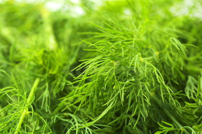 Aneto fresco immagine stock. Immagine di particolare - 61445379