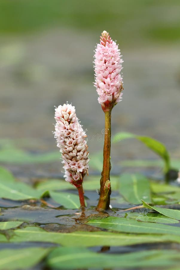 Persicaria Amphibia O Longroot Smarttweed Flotando En La Superficie Del ...