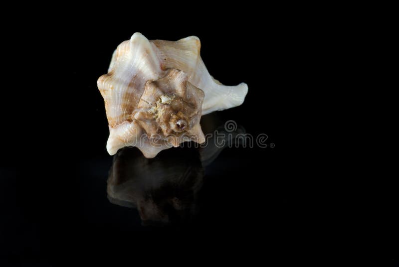 Angaria Delphinus Seashell stock photo. Image of reflection - 24449966