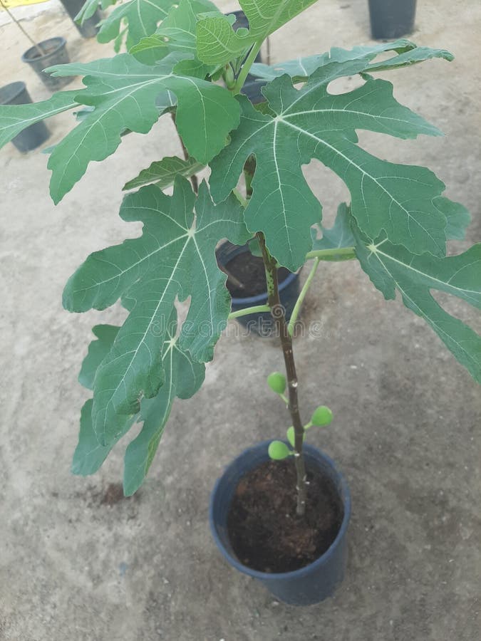 Angeer fruit starting stock photo. Image of angeer, fruit - 181675952