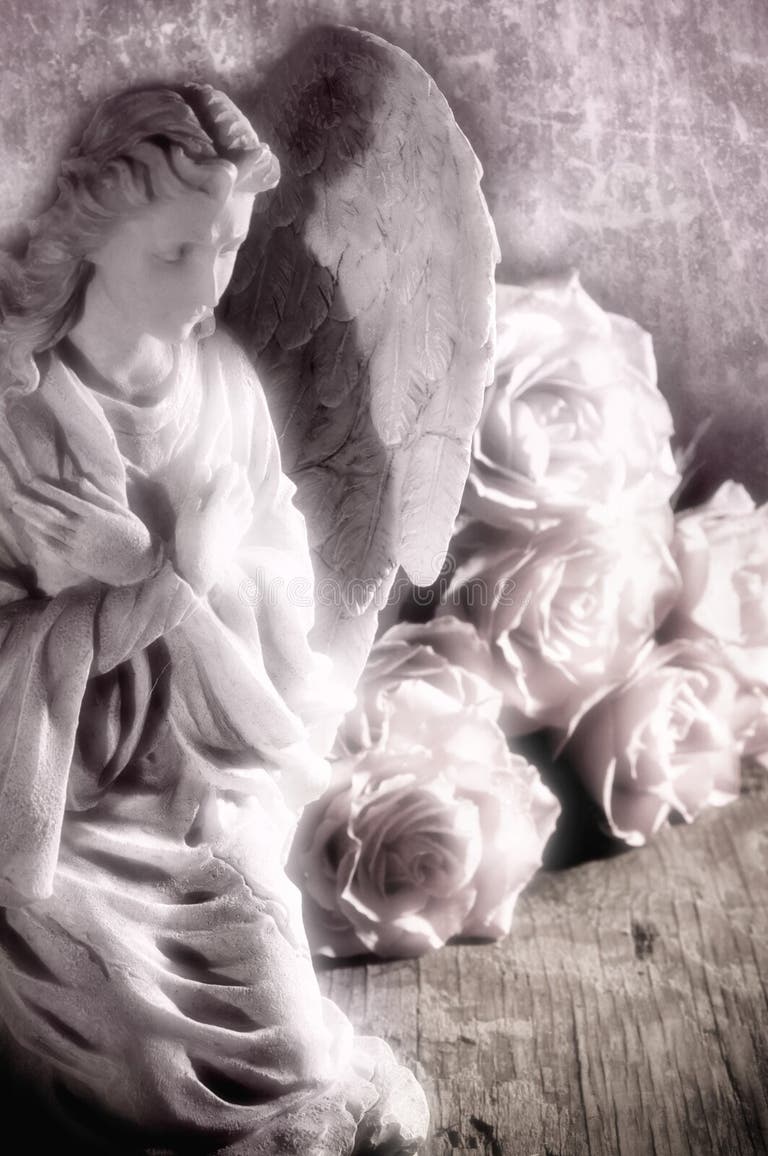 876 Beautiful Angel Roses Stock Photos - Free & Royalty-Free Stock ...