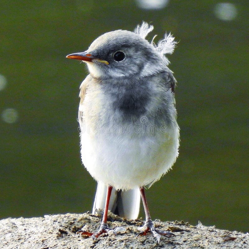 8,339 Angel Bird Photos - Free & Royalty-Free Stock Photos from Dreamstime