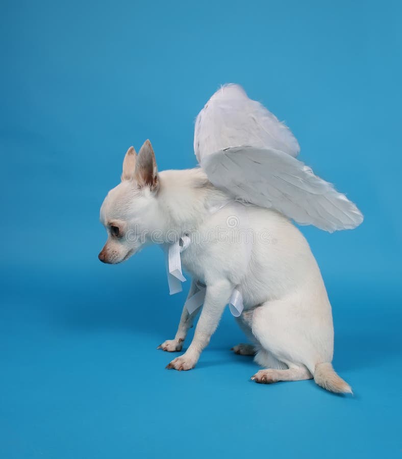 What Is An Angel Dog