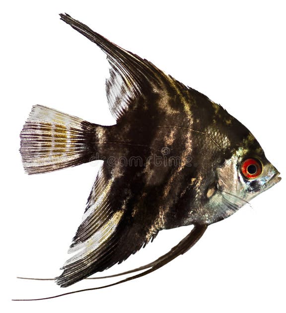 1,690 White Angel Fish Stock Photos - Free & Royalty-Free Stock Photos ...