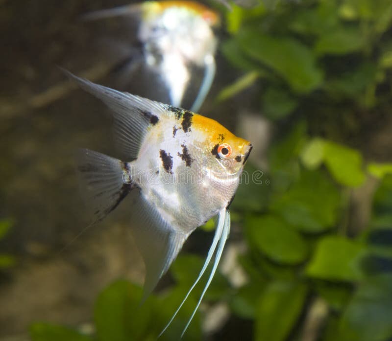 Angel fish stock photo. Image of wildlife, deep, marine - 14148184