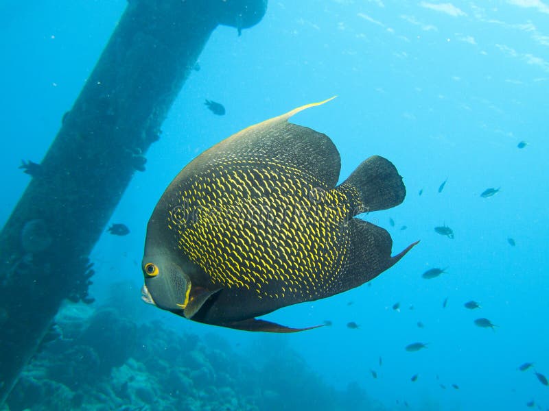 Angel Fish stock image. Image of fish, coral, schooling - 29214243