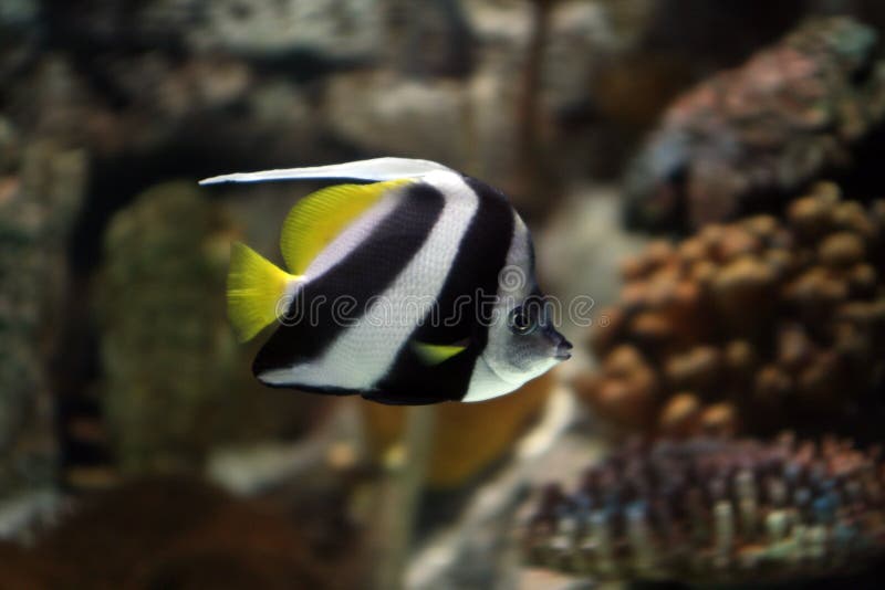 Angel fish stock image. Image of fish, water, river, ocean - 3022809