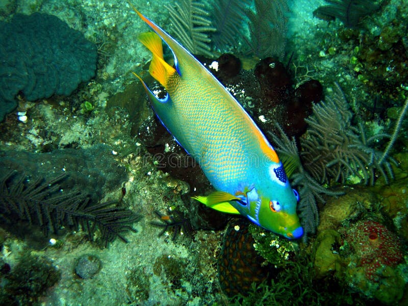 Angel fish stock image. Image of bright, climate, blue - 11958357