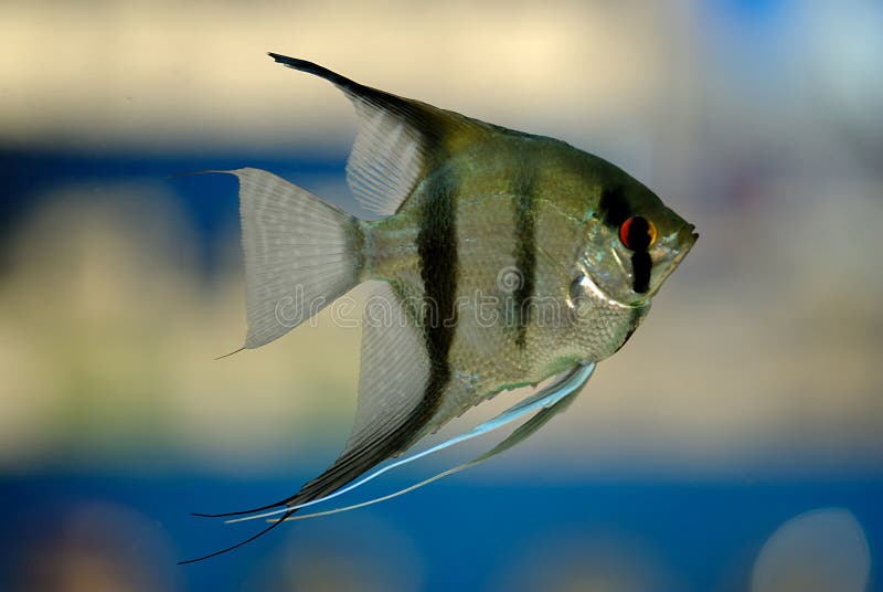 Angel fish stock image. Image of dive, aquarium, underwater - 5519279