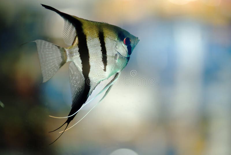 Angel fish stock photo. Image of marine, confine, tropical - 5519282