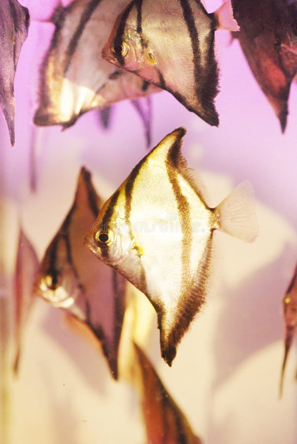 Angel Fish stock photo. Image of angel, gold, deep, animals - 9127002