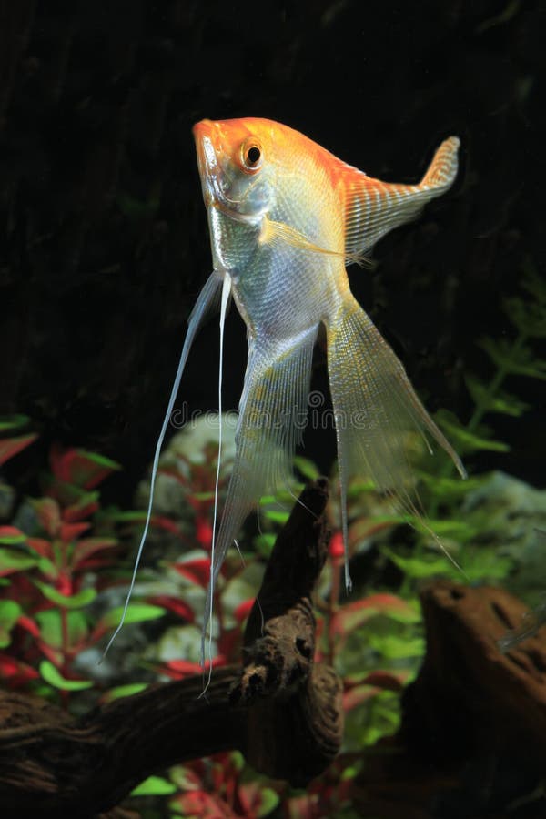 Angel Fish Amarillo En Un Acuario Imagen de archivo - Imagen de ...