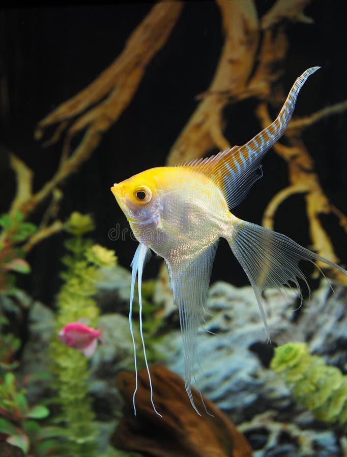 Angel Fish Amarillo En Un Acuario Imagen de archivo - Imagen de ...