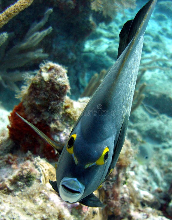 Angel Fish face stock photo. Image of scales, dive, coral - 12269274