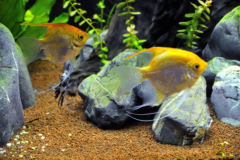 Angel Fish in Home Aquarium Stock Image - Image of aquarium ...