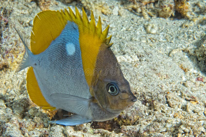 Colorful blenny fish stock image. Image of fish, colorful - 11552131