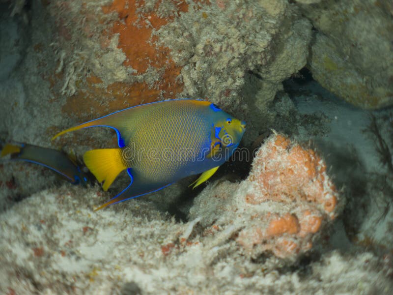 Angel fish stock image. Image of beautiful, wild, fish - 99013127