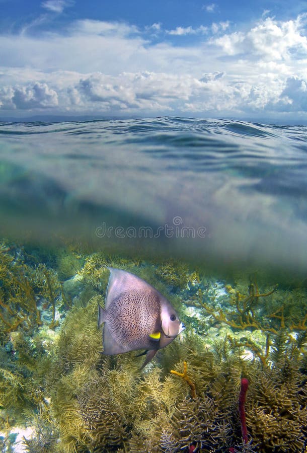 Angel fish scene stock image. Image of underwater, toro - 18633011