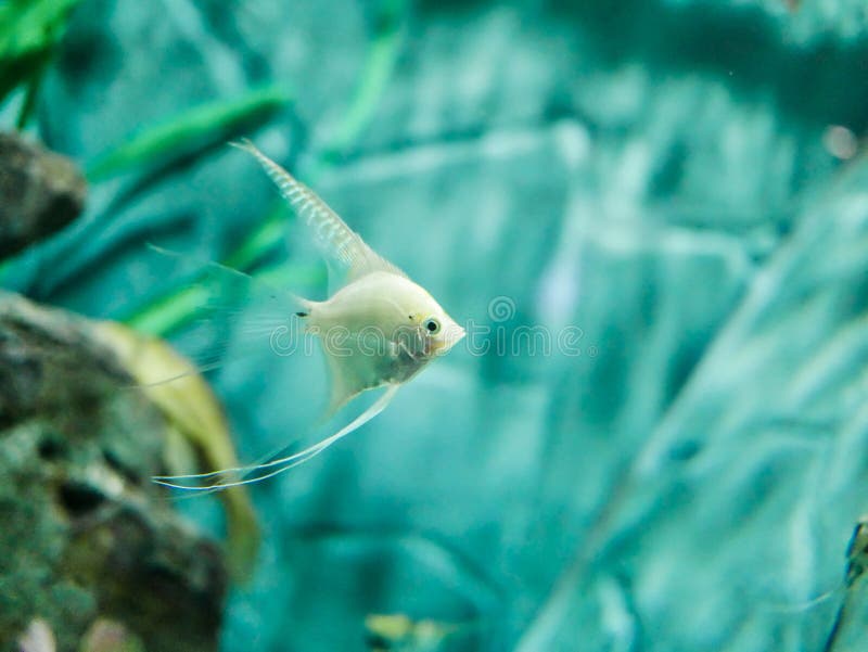 Angel Fish Swim Around the Cyan Aquarium Tank in Phu Quoc, Vietnam ...