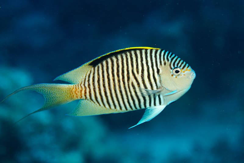 Angel Fish Swimming Under Water Stock Photo - Image of pomacanthus ...