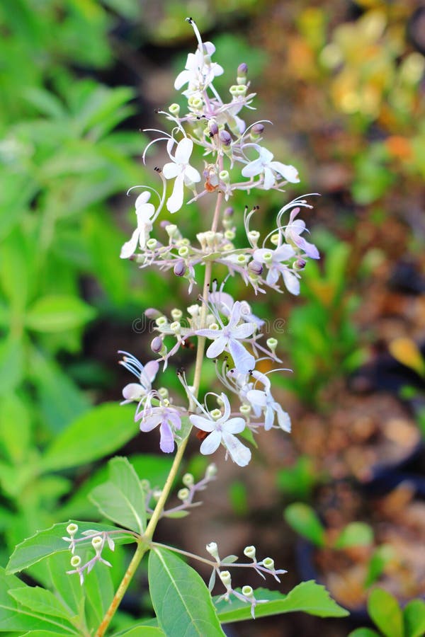 Angel flower stock photo. Image of white, angel, garden - 62636820