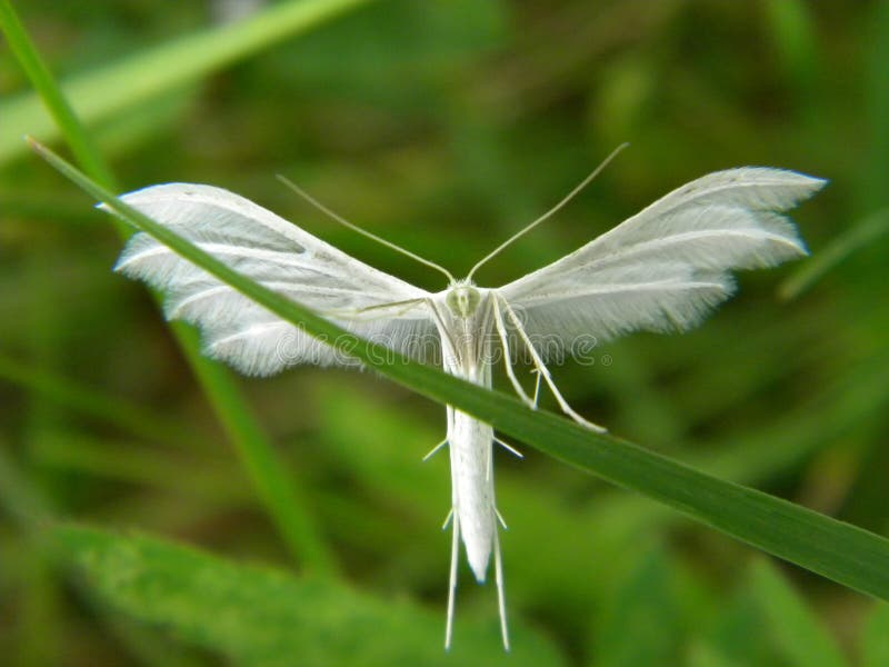 Angel insect stock photo. Image of alone, antennas, white - 31895952