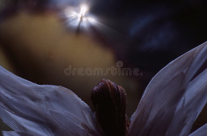 An Angel Looks at the Light 022 Stock Image - Image of angel, beams ...