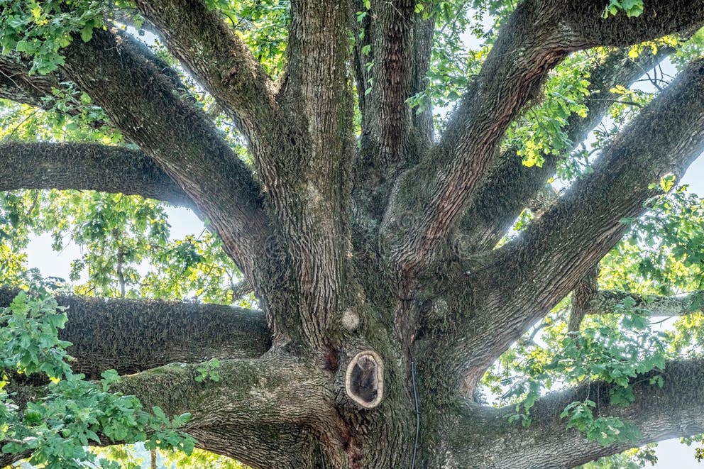 Angel Oak Live Oak Tree at Clemson Campus Stock Image - Image of ...