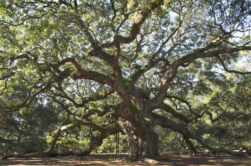 Angel Oak Tree immagine stock. Immagine di nave, quercia - 81580893