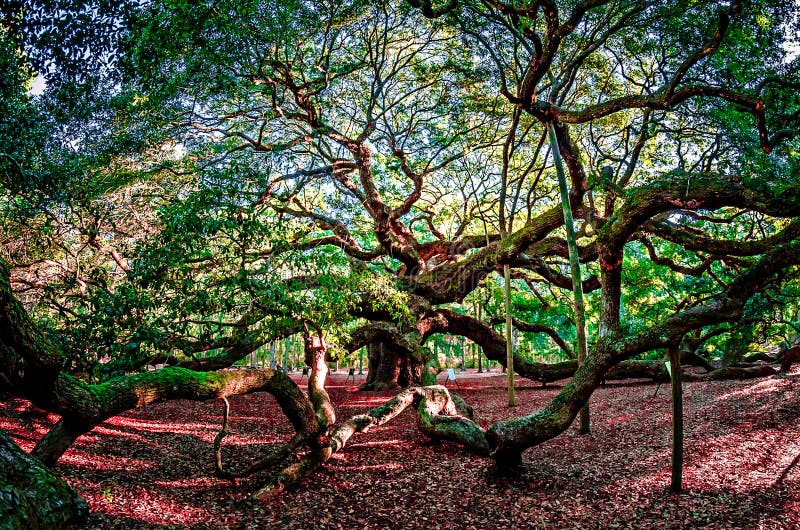 Angel Oak Tree on John`s Island South Carolina Stock Image - Image of ...