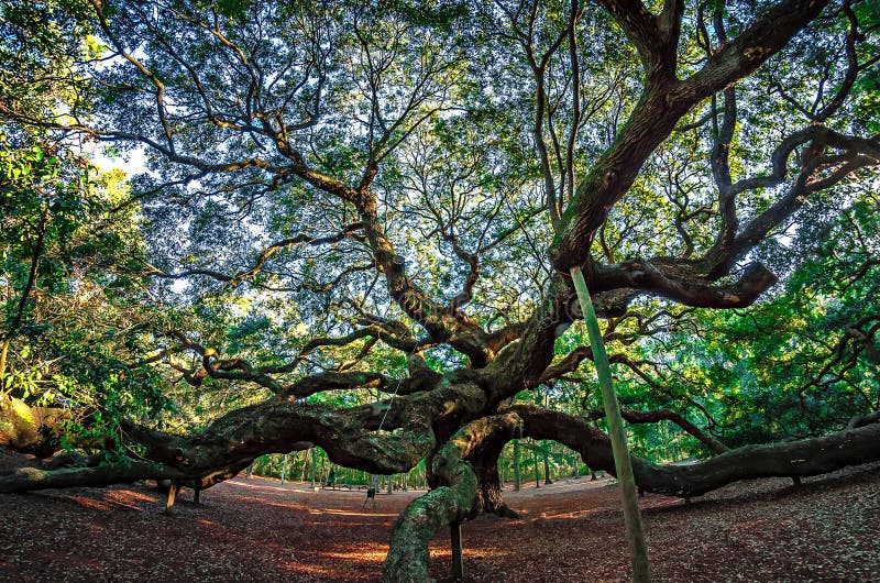 Angel Oak Tree on John`s Island South Carolina Stock Photo - Image of ...