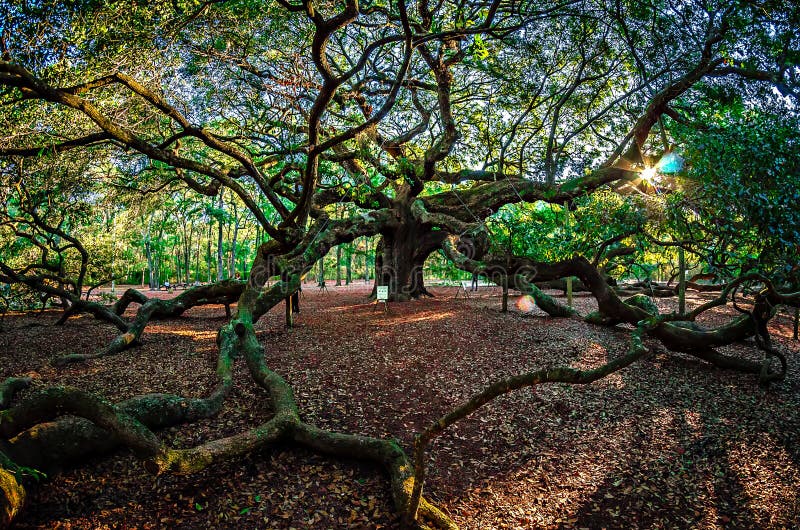 Angel Oak Tree on John`s Island South Carolina Stock Image - Image of ...
