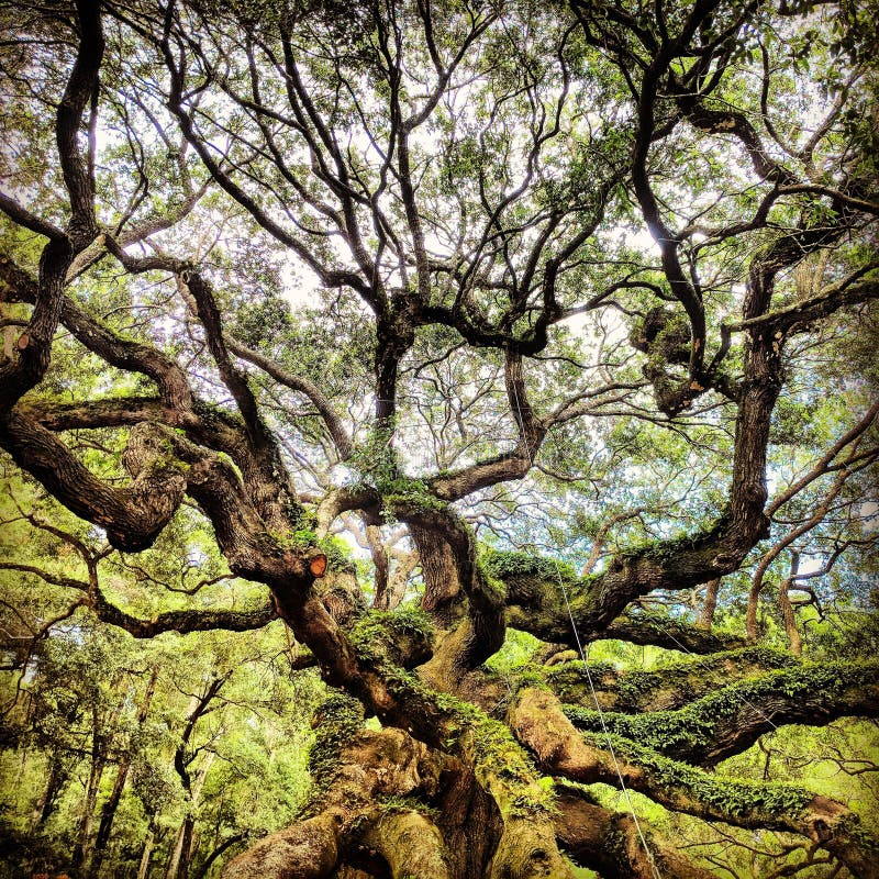 Angel Oak stock image. Image of johnsisland, tree, angel - 152693263