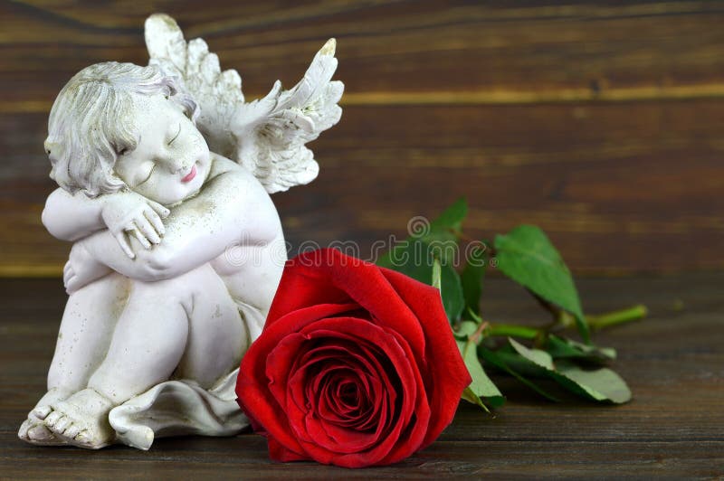 3,635 Angel Rose Stock Photos - Free & Royalty-Free Stock Photos from ...