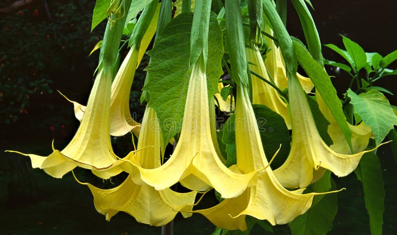 Angel's trumpet flower stock image. Image of toxic, poisonous - 7681789